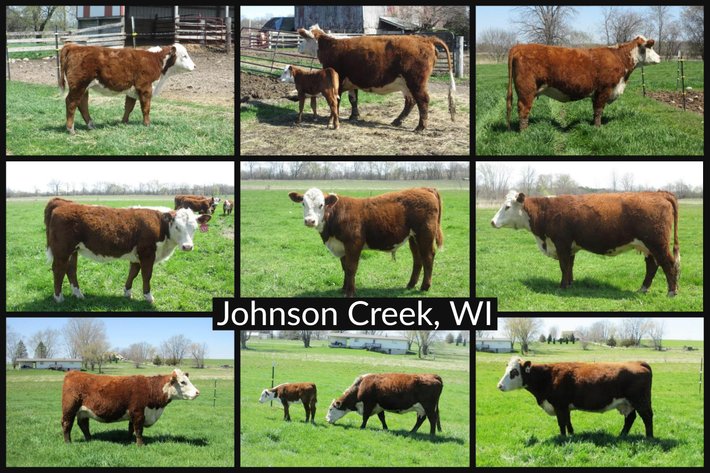 Gari-Alan Farm Registered Hereford Mature Cow Herd Dispersal - Johnson ...